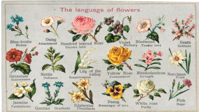 Learning The Language Of Flowers - Sacred Heart